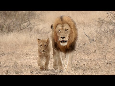 Skorro MALE LIONS Reunites with their Lionesses and Cubs!