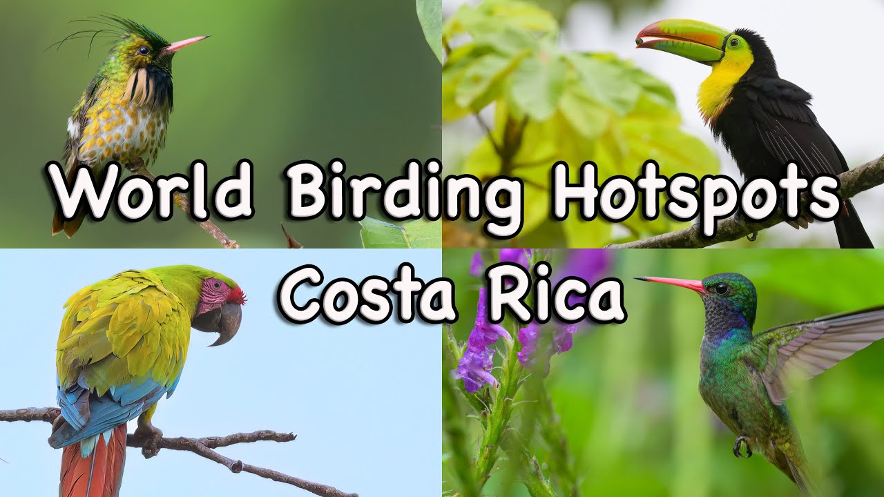 World Birding Hotspots - Costa Rica - YouTube