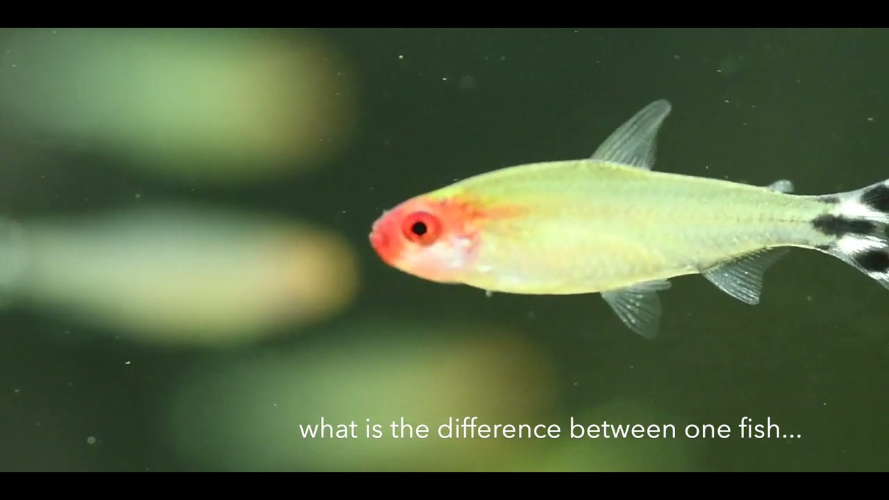 To see or not to see: on the role of light in fish schooling - YouTube