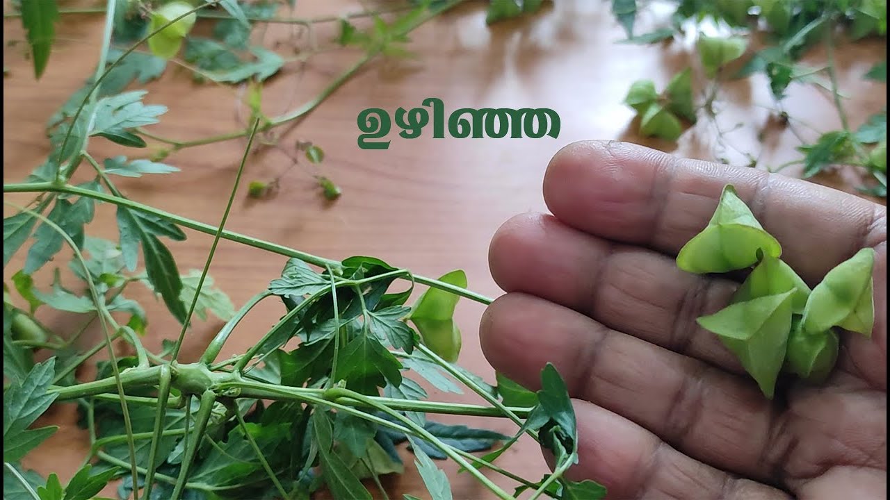 Uzhinja | Indravallari - YouTube