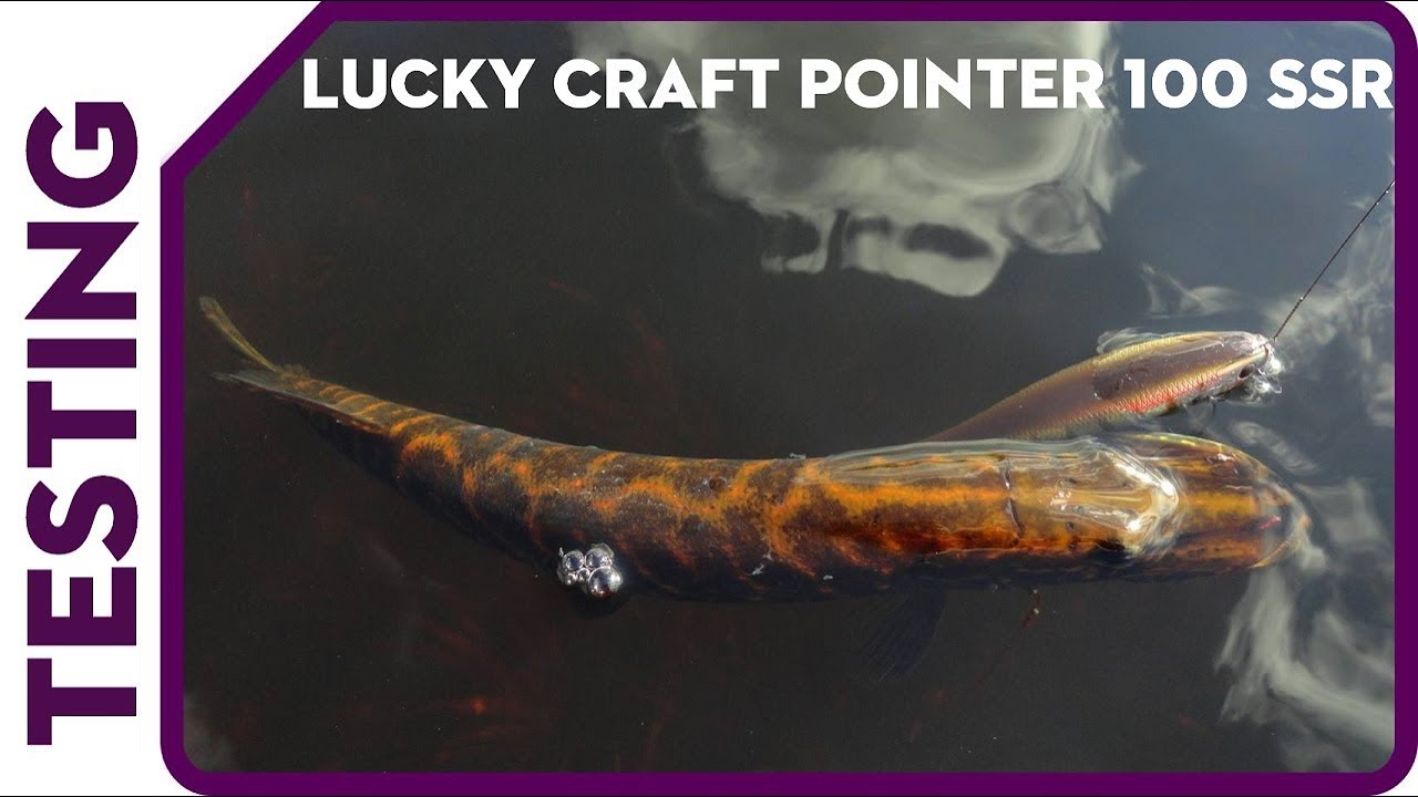 Lucky Craft Pointer 100 SSR. Ловим щуку в камышах. - YouTube