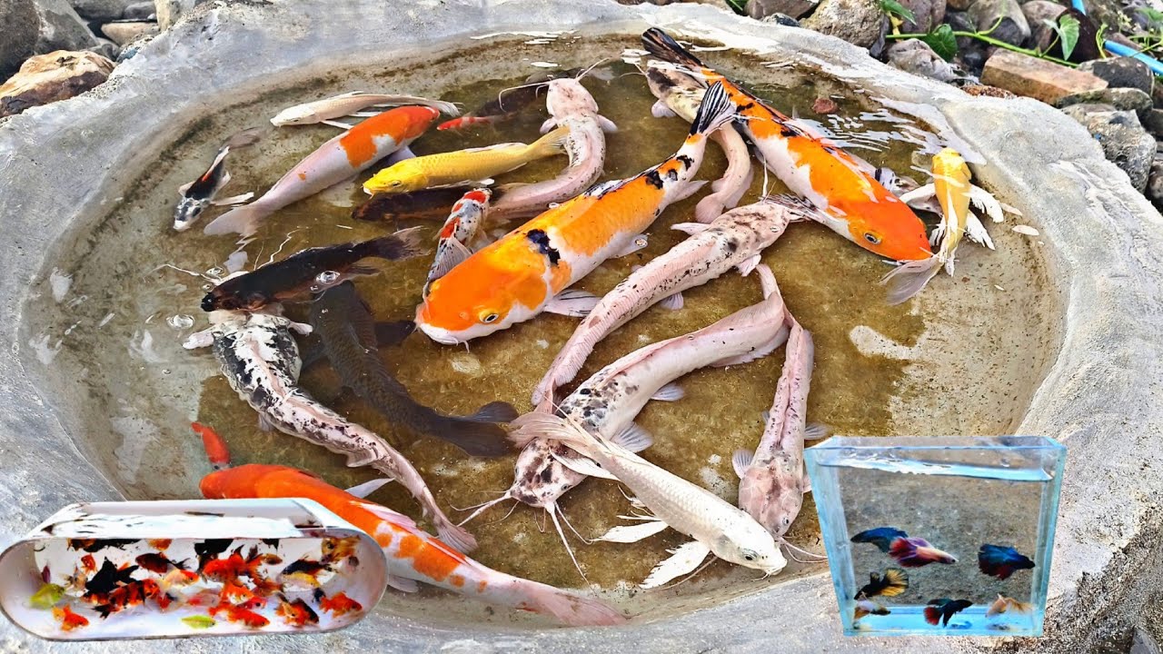Catch lots of catfish, ornamental fish, koi fish, betta fish, molly ...