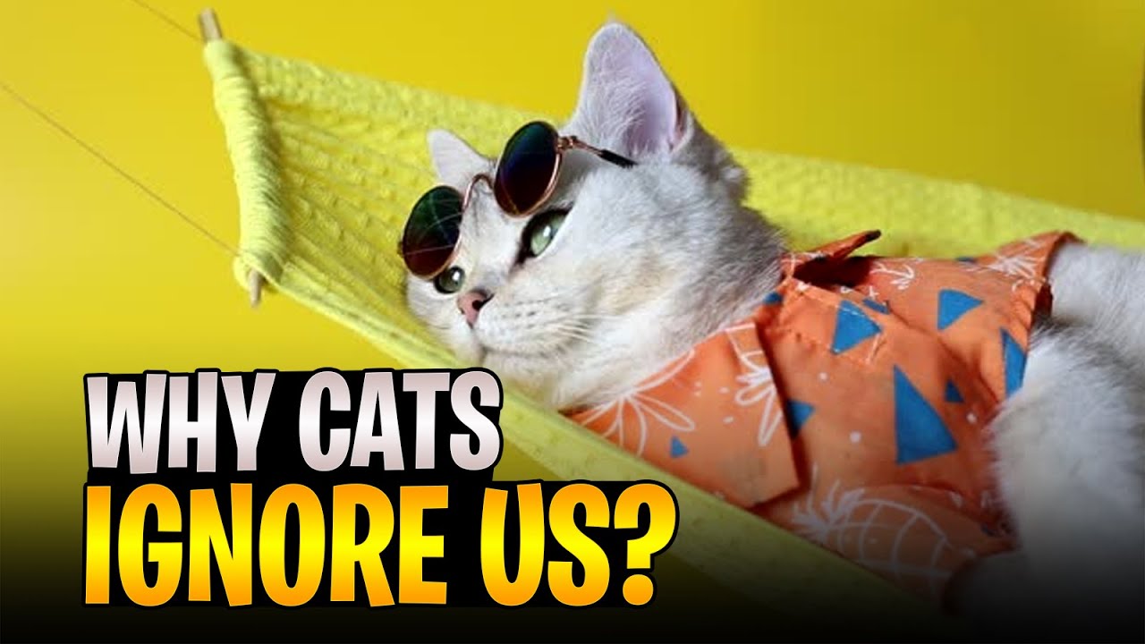 Finally Showing You why Cats Ignore Us!! Episode 7 - YouTube