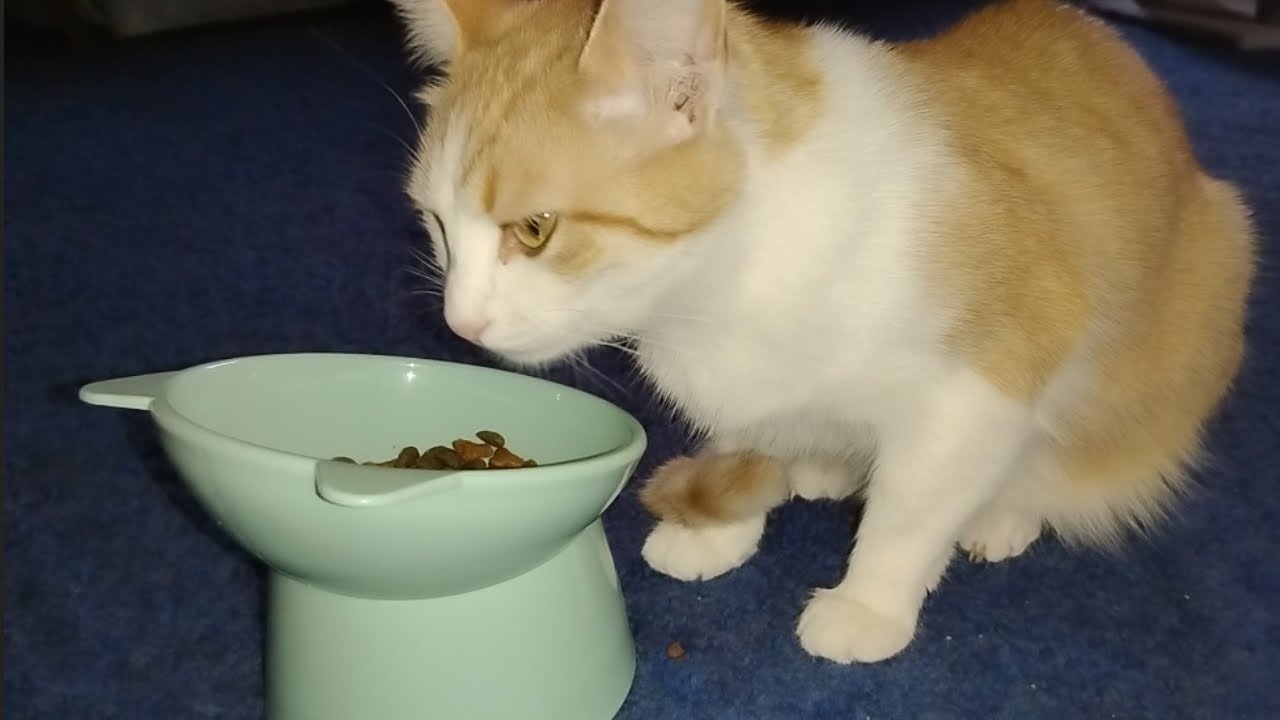 Cat Eats Chicken Kibble - YouTube