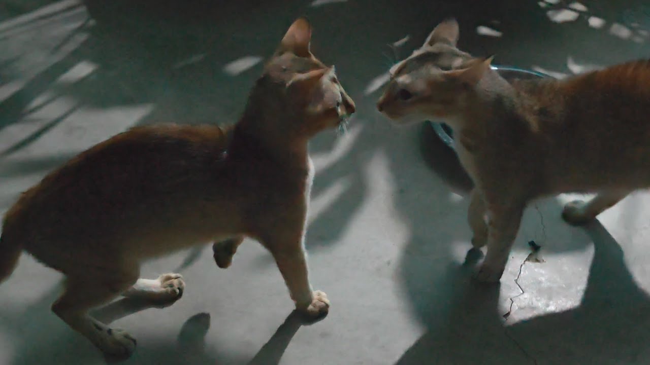 My tom cat returned home after 2 months, looked skinny and scared. 😥😔 # ...