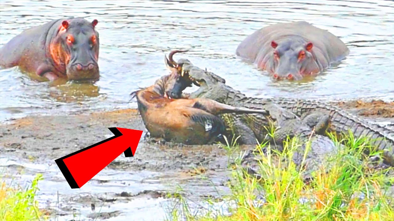 Mene9angk4n! Detik-detik Kuda nil Menyelamatkan Wildebeest Dari ...