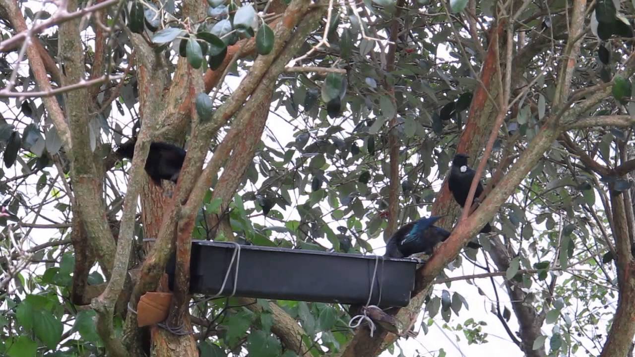 New Zealand tui birds drinking sweetened water - YouTube