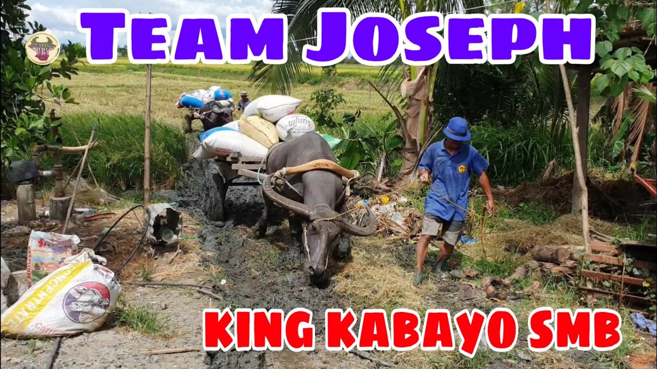 Karyada ng palay/ ayos na sana kaso.../laban ng Team Joseph/king kabayo ...