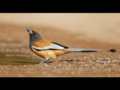 Olenjali Kuruvi - YouTube