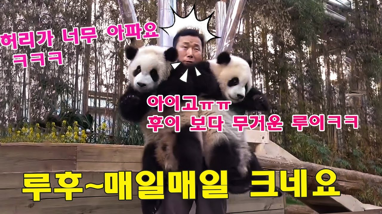 루이바오 And 후이바오 표정 보소ㅋㅋ 와우 매일매일 크네요~강바오 할부지루후완전 곰인형이자나 🤣ㅋㅋㅋ Youtube