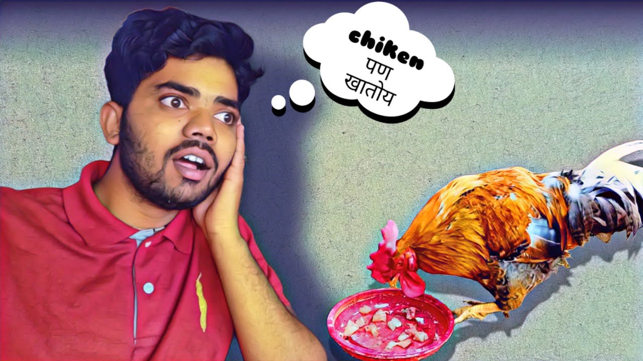 Murga eat chiken | Funny Chicken Story 🐔🍗| Vlog 4 - YouTube