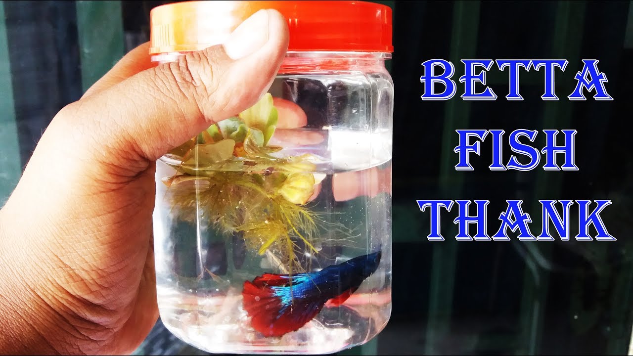 Betta fish setup tank 2020 - YouTube