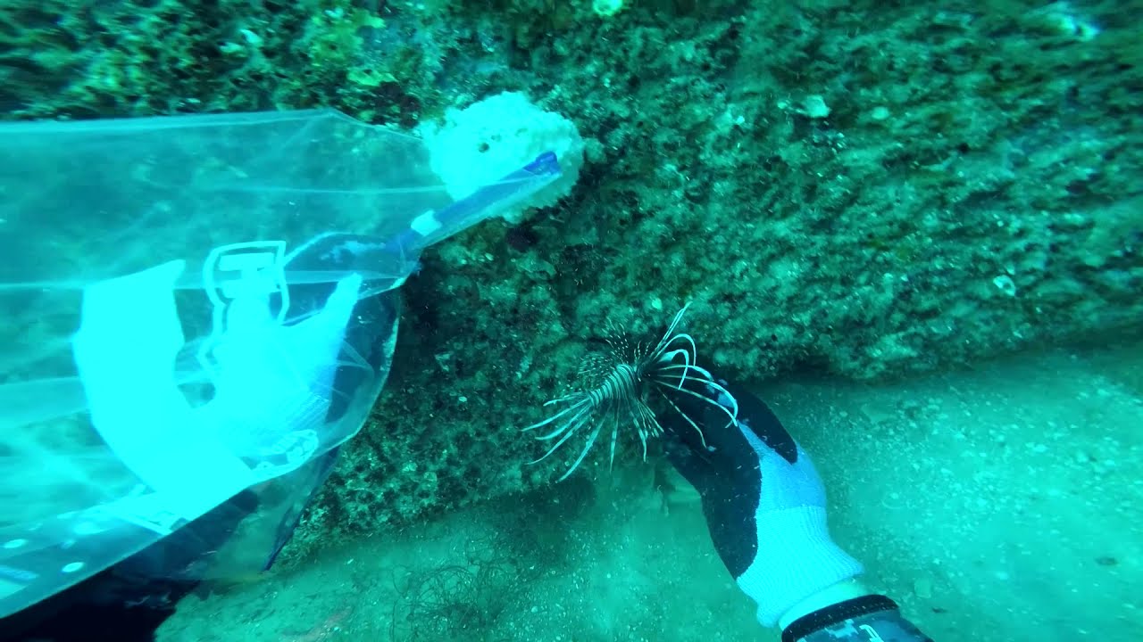 Live Lionfish Collection in Destin, Florida - YouTube