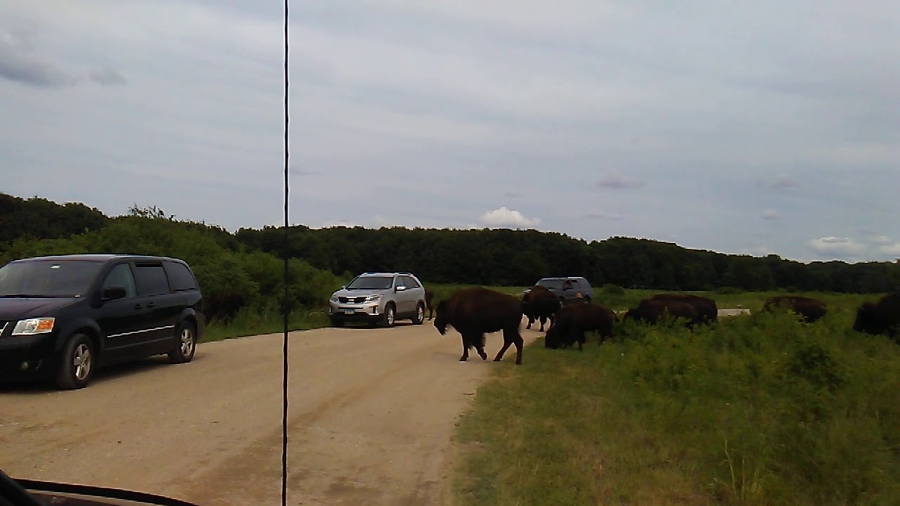 Minneopa State Park Bison Herd. - YouTube