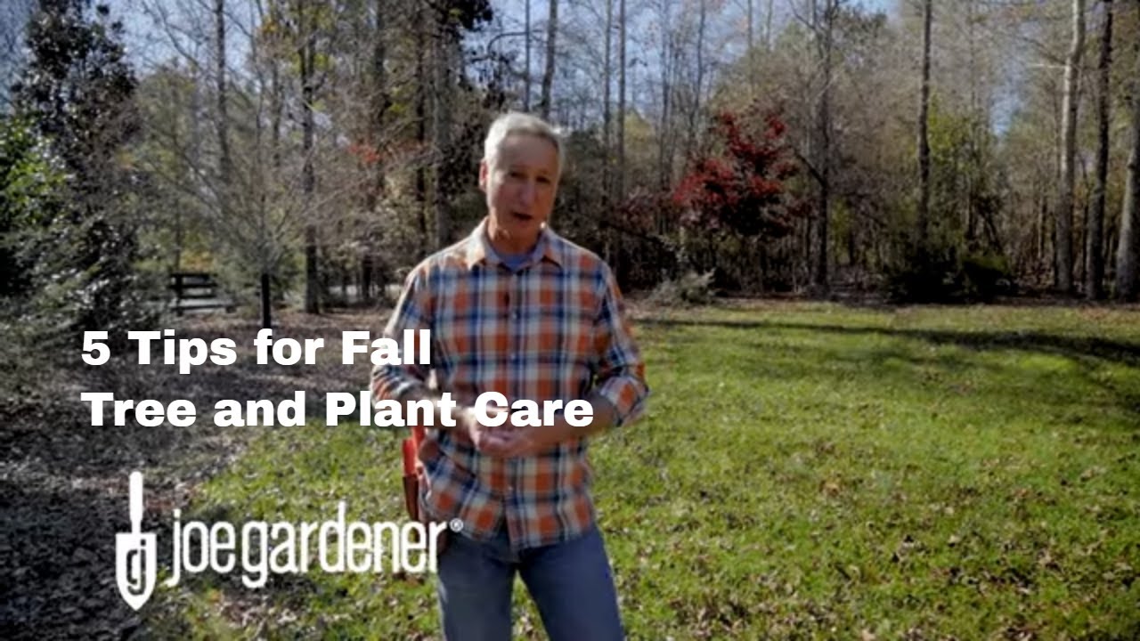 How to Take Care of Your Plants and Trees in Fall - YouTube