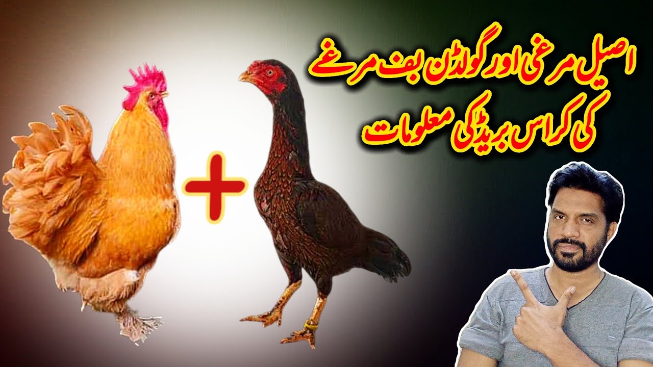 Aseel Murgi or Golden Buff murga ke Cross breeding - YouTube