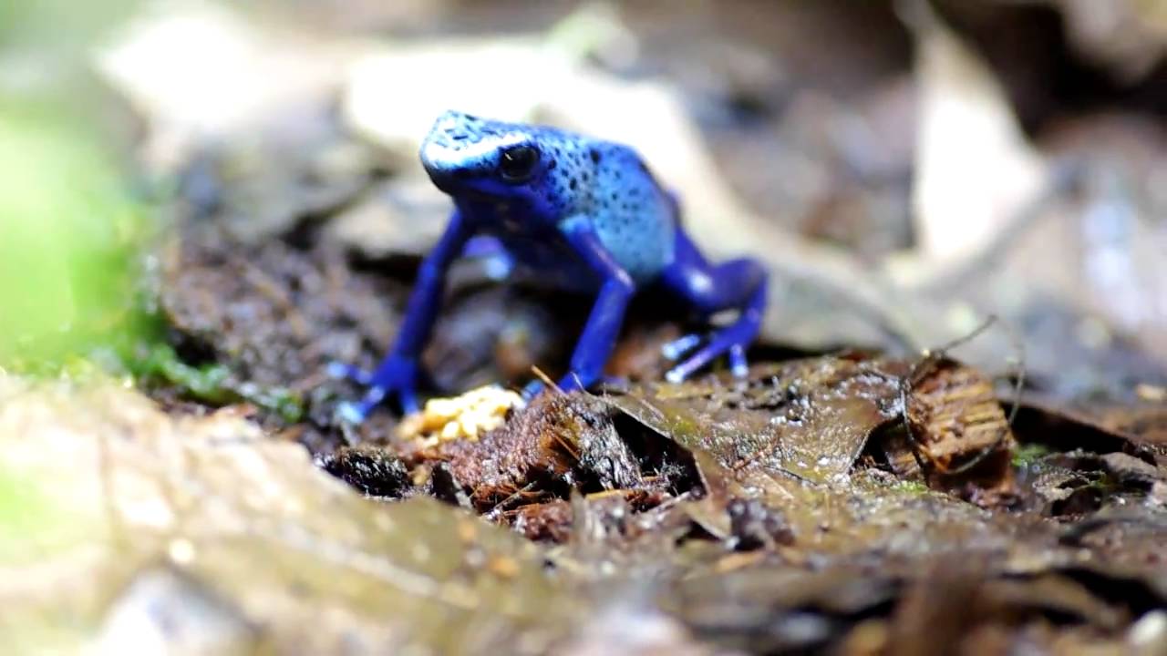 Singing Azureus - YouTube