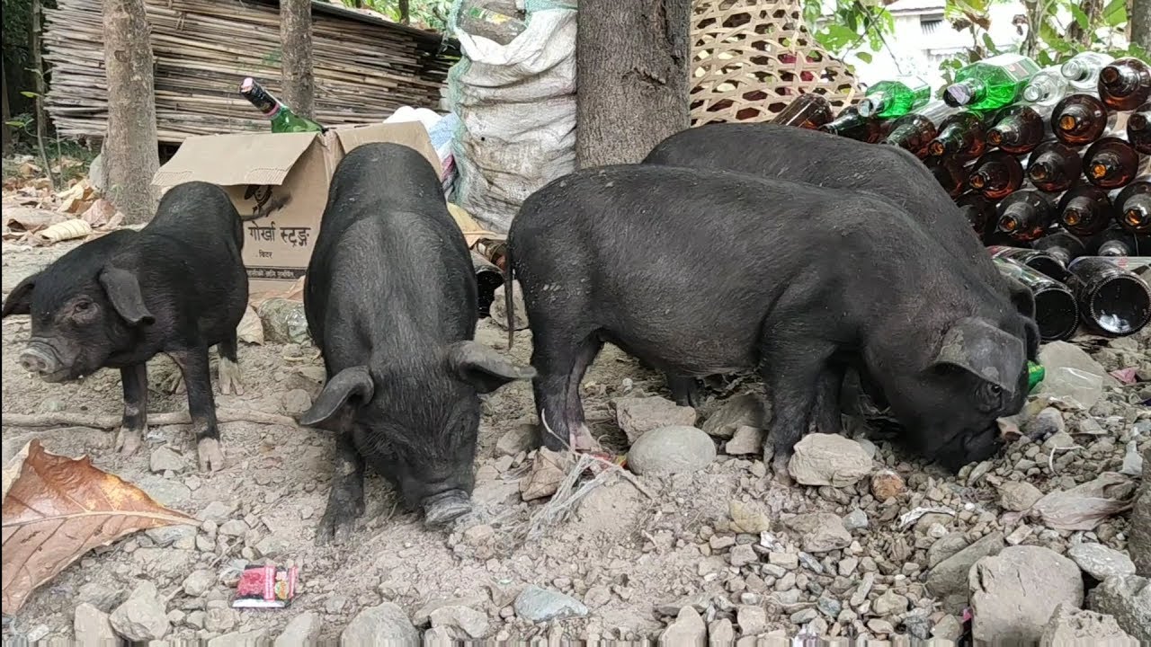 Black pig Video || Dharane Kalo Bangur - YouTube