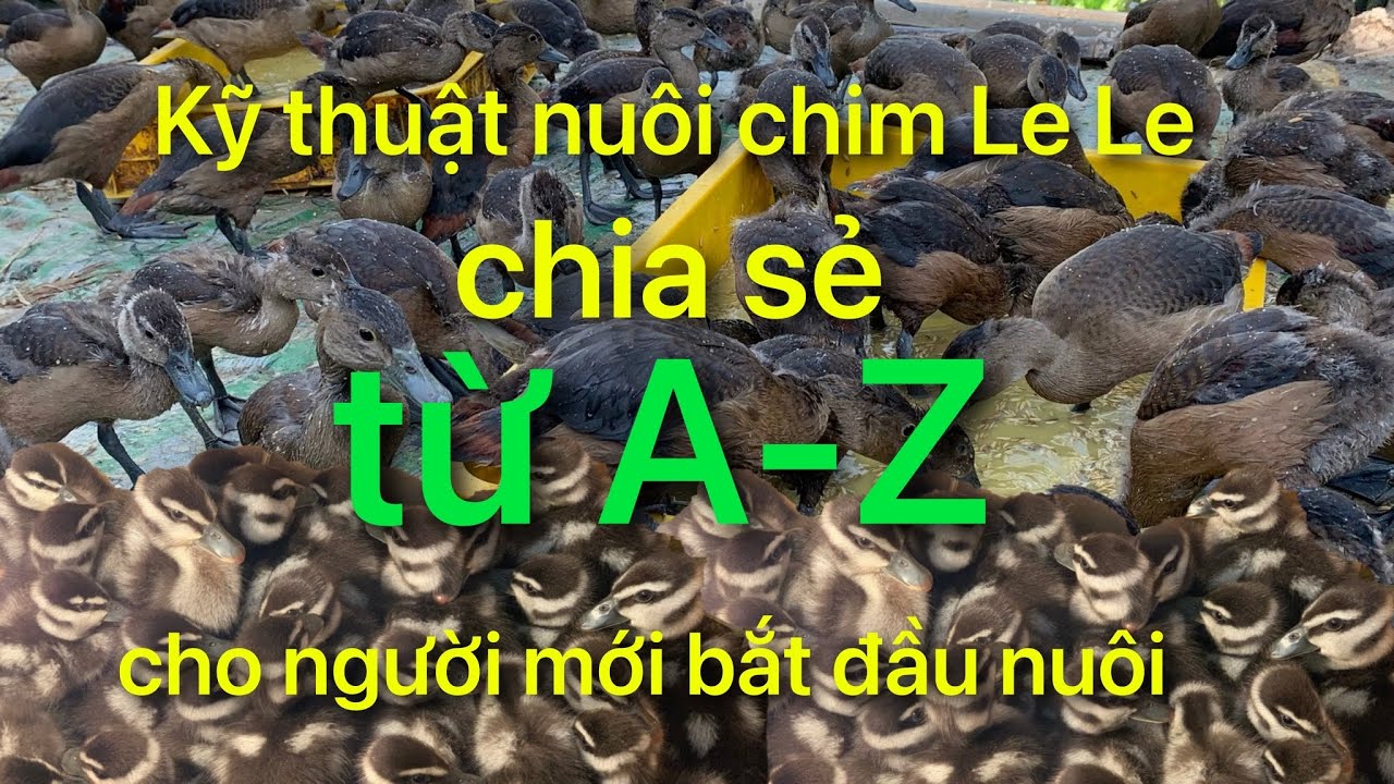 Chia sẻ kỹ thuật nuôi chim Le Le hiệu quả nhất từ A-Z cho bà con - YouTube