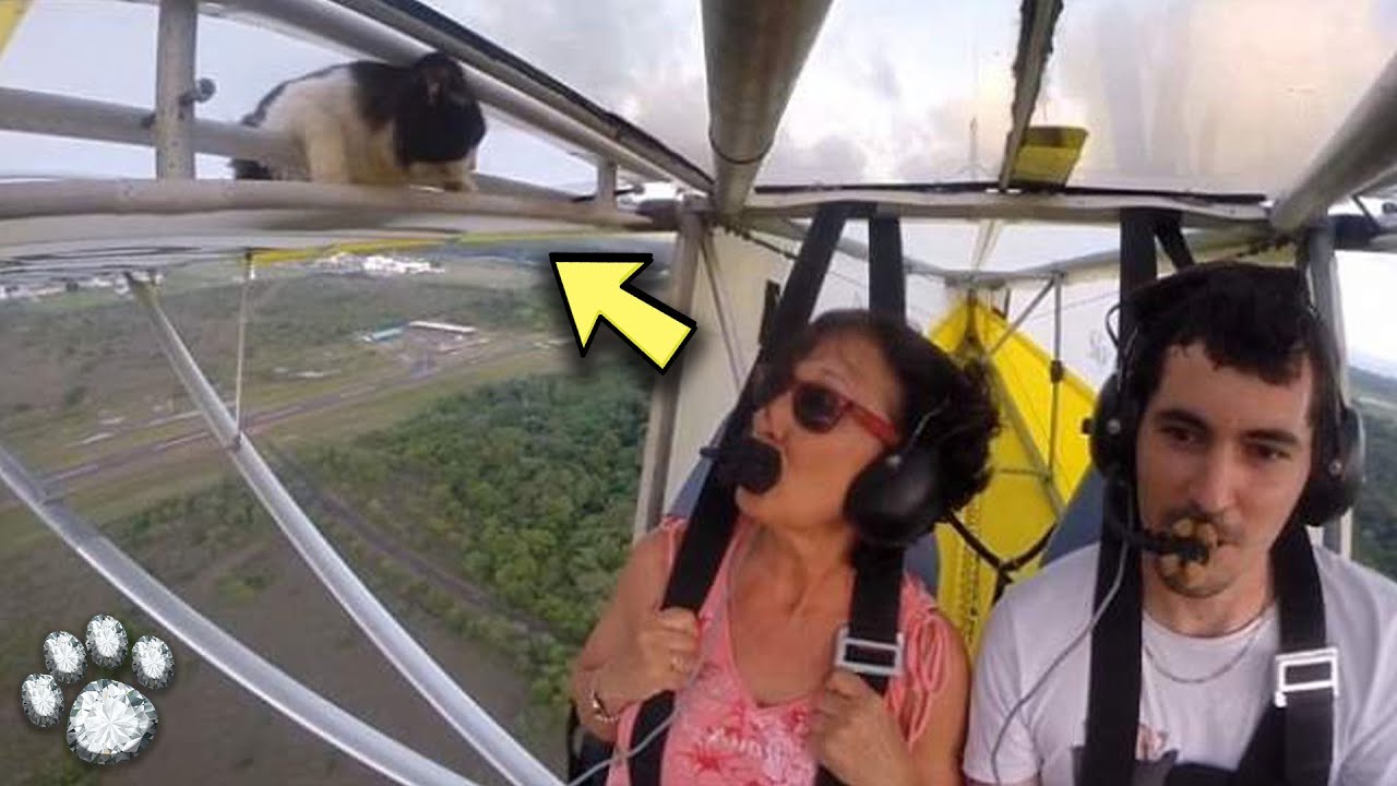 The Cat Climbed into the Glider and Fell Asleep, and Woke Up Already in ...