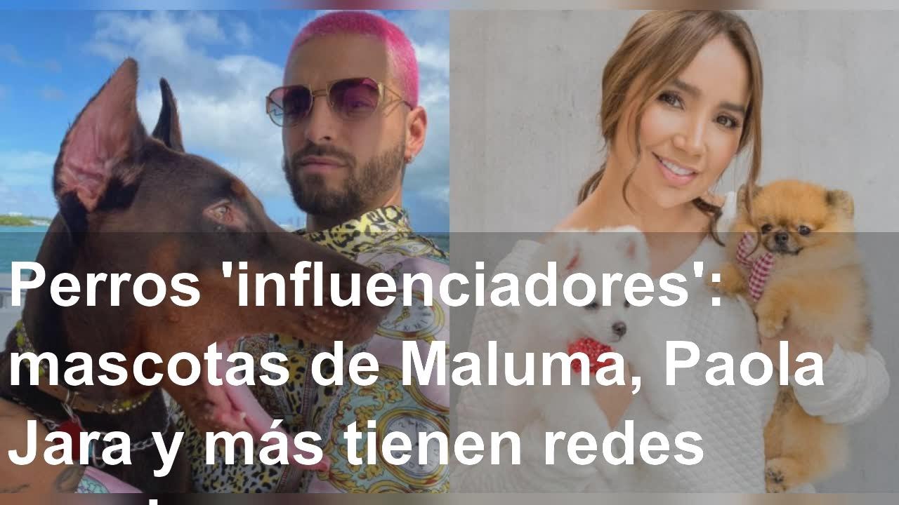 Perros 'influenciadores': mascotas de Maluma, Paola Jara y más tienen ...