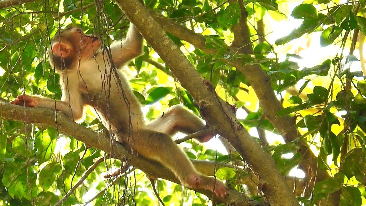 Good News...Very Happy to see lovable monkey Saro is recover he can ...