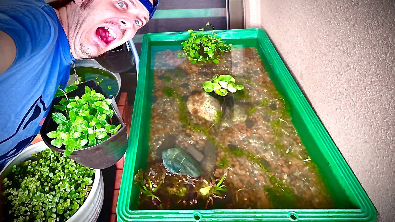 Huge Japanese Rice Fish, Medaka Setup: No Filter! No Water Changes ...