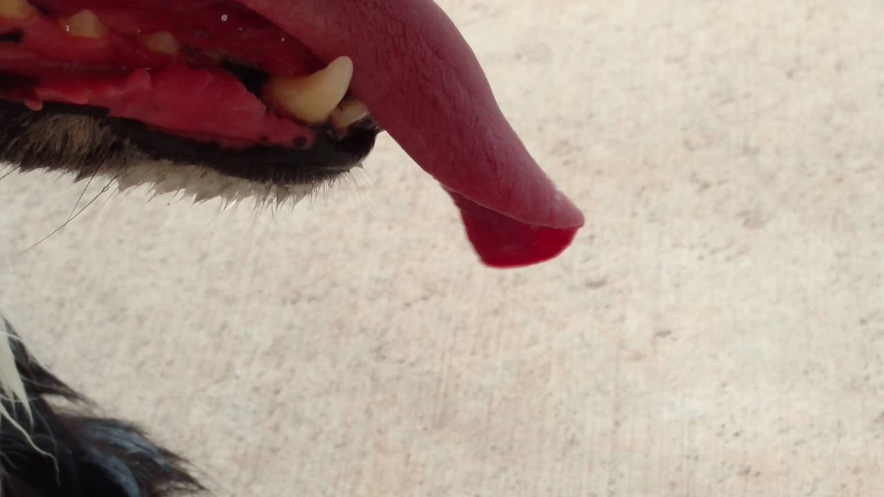 Smexy panting dog - YouTube