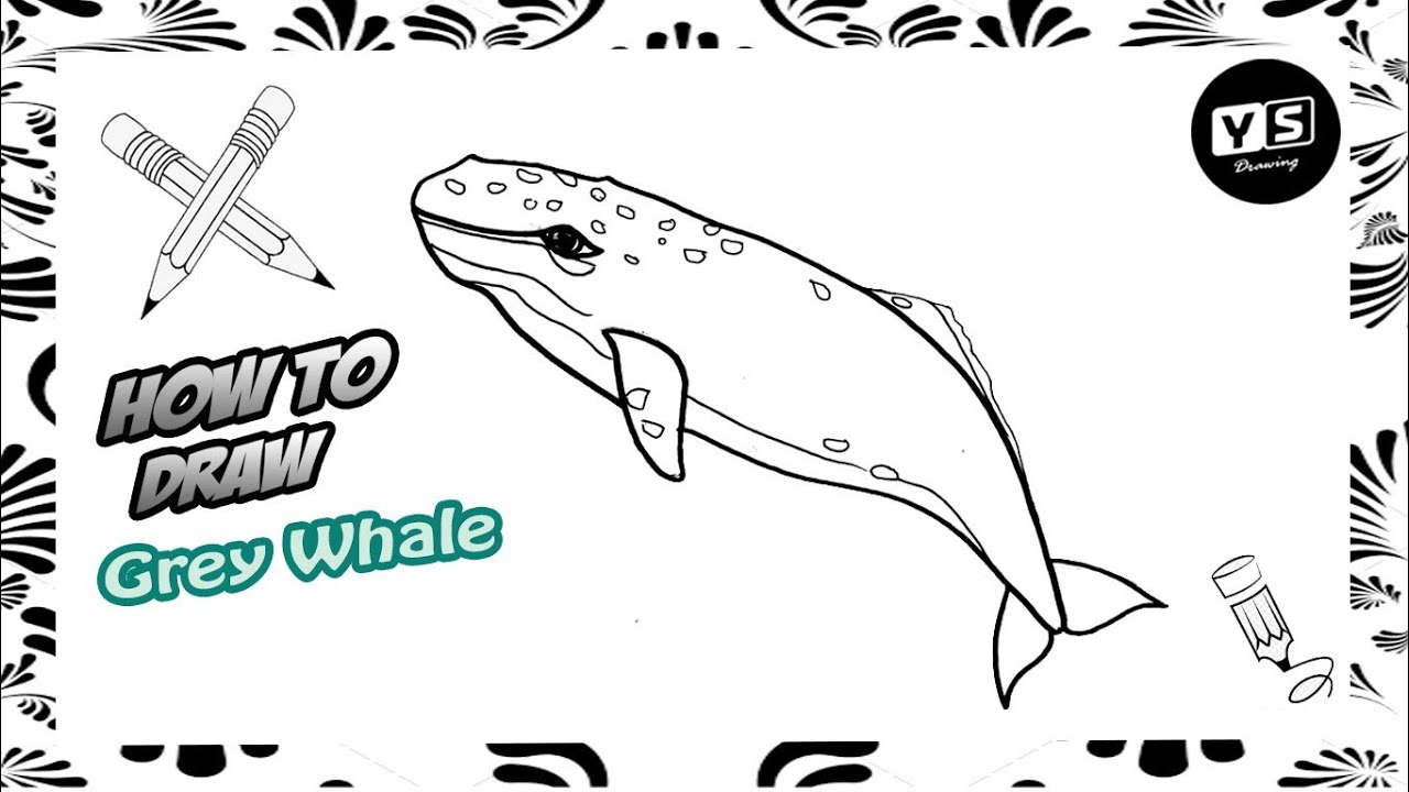 Gray Whale Drawing
