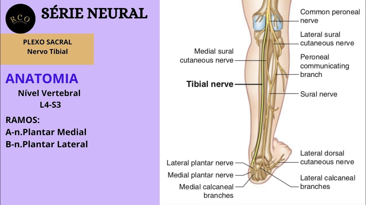 Anatomia: Nervo Tibial - YouTube