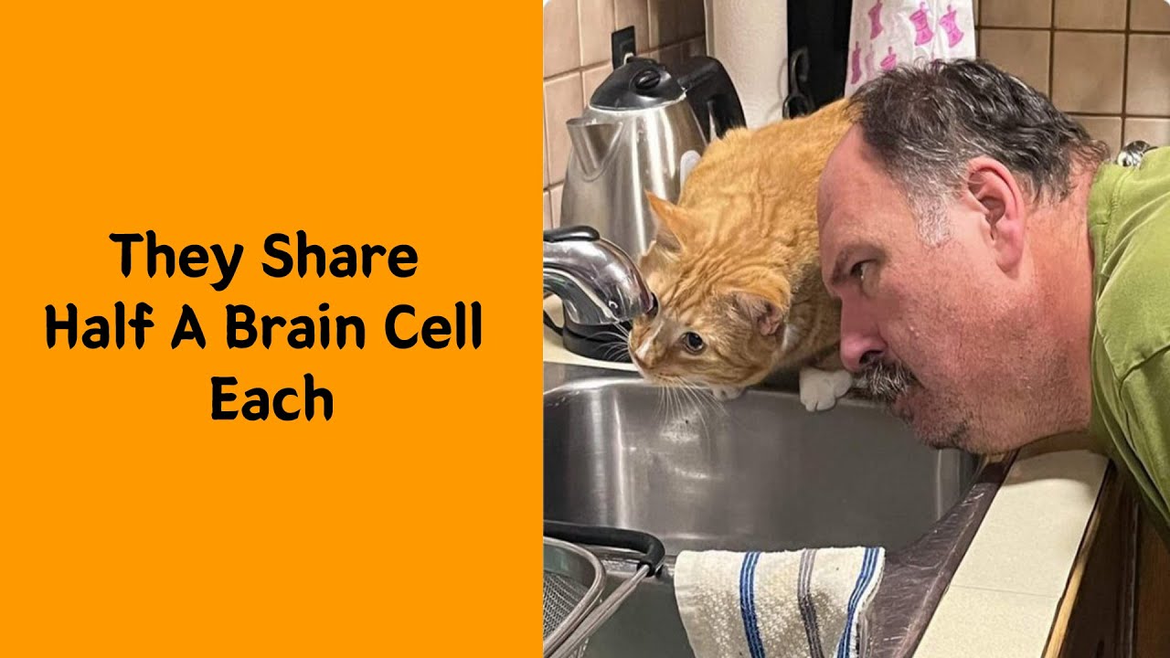 "Cats Who Share One Braincell" - 50 Cats That Don't Seem Very Smart ...