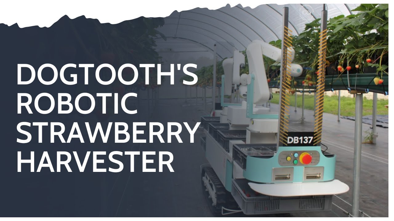 Dogtooth's Robotic Strawberry Harvester - YouTube