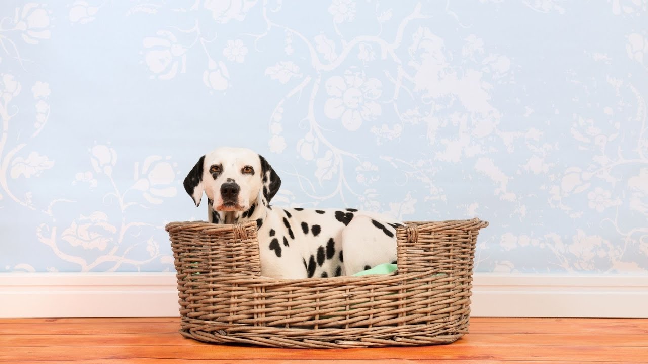 How to Groom a Dalmatian's Coat - Properly Care for Your Dalmatian's ...