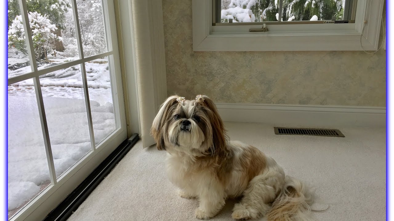 Lacey and snow in March | Fish pond | Shih Tzu dog eating snow 😂🐾 - YouTube