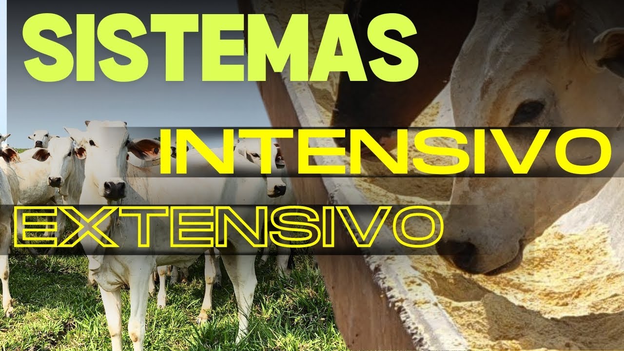 Qual a diferença de um sistema EXTENSIVO e INTENSIVO em criação de GADO ...