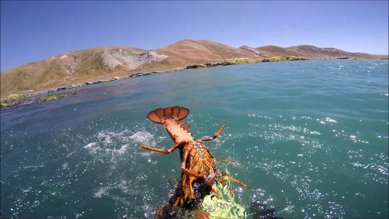 Cape Campbell Cray diving Jan 2017 - YouTube