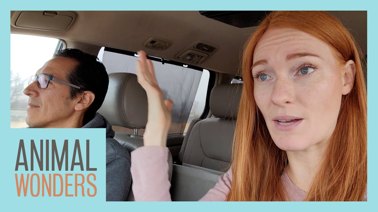Q&A On Our Way To Pick Up A New Animal - YouTube