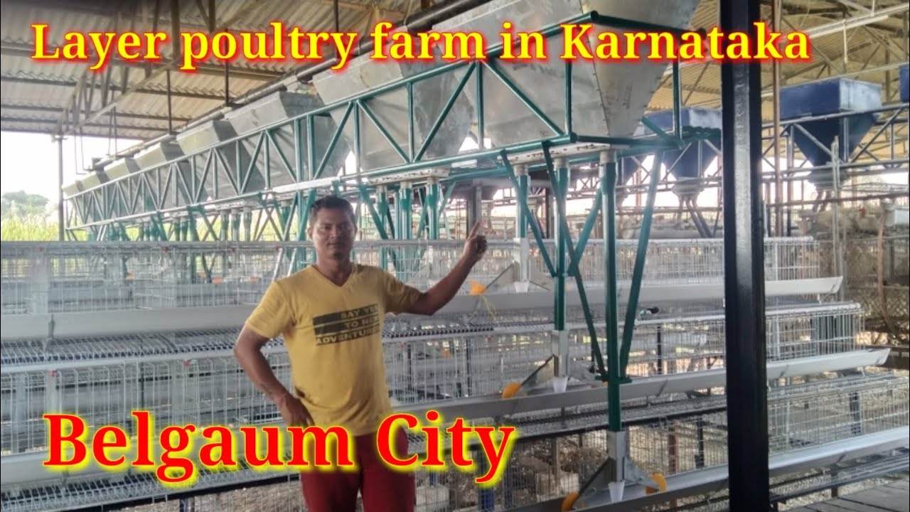 Layer poultry farm in Karnataka || feed trolley || automatic feeding ...
