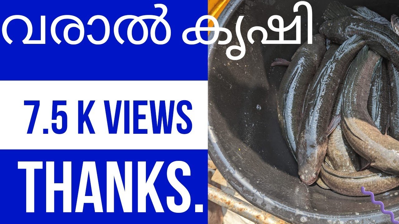 Pellat feeding varal fish | Snake head fish | Biofloc farming in ...