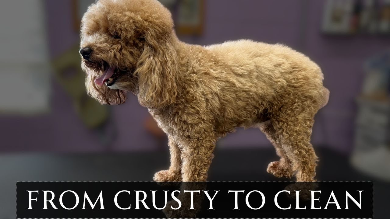 From Crusty to Cuddly! Poodle’s Allergy Skin Transformation!! - YouTube