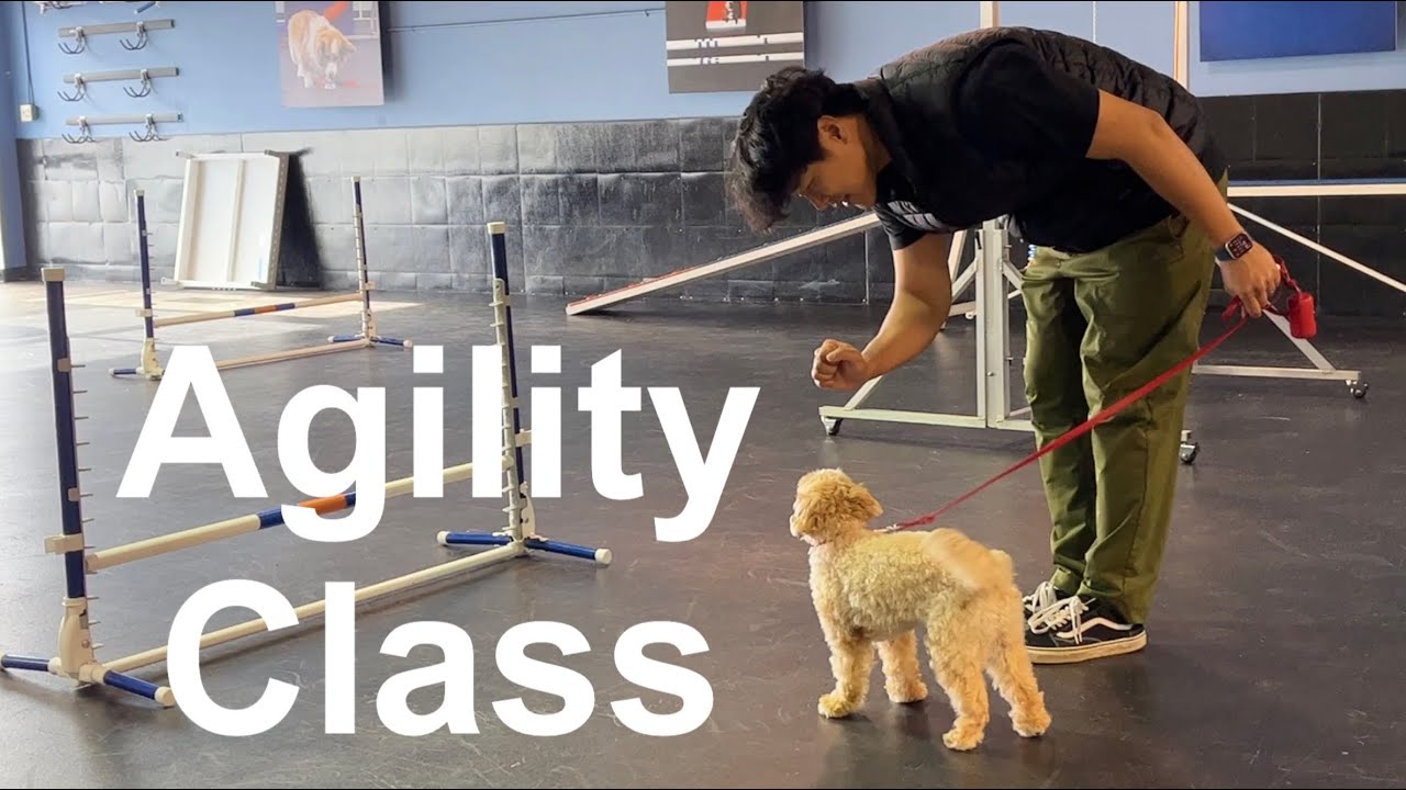 Agility Class | Zoom Room Seattle - YouTube
