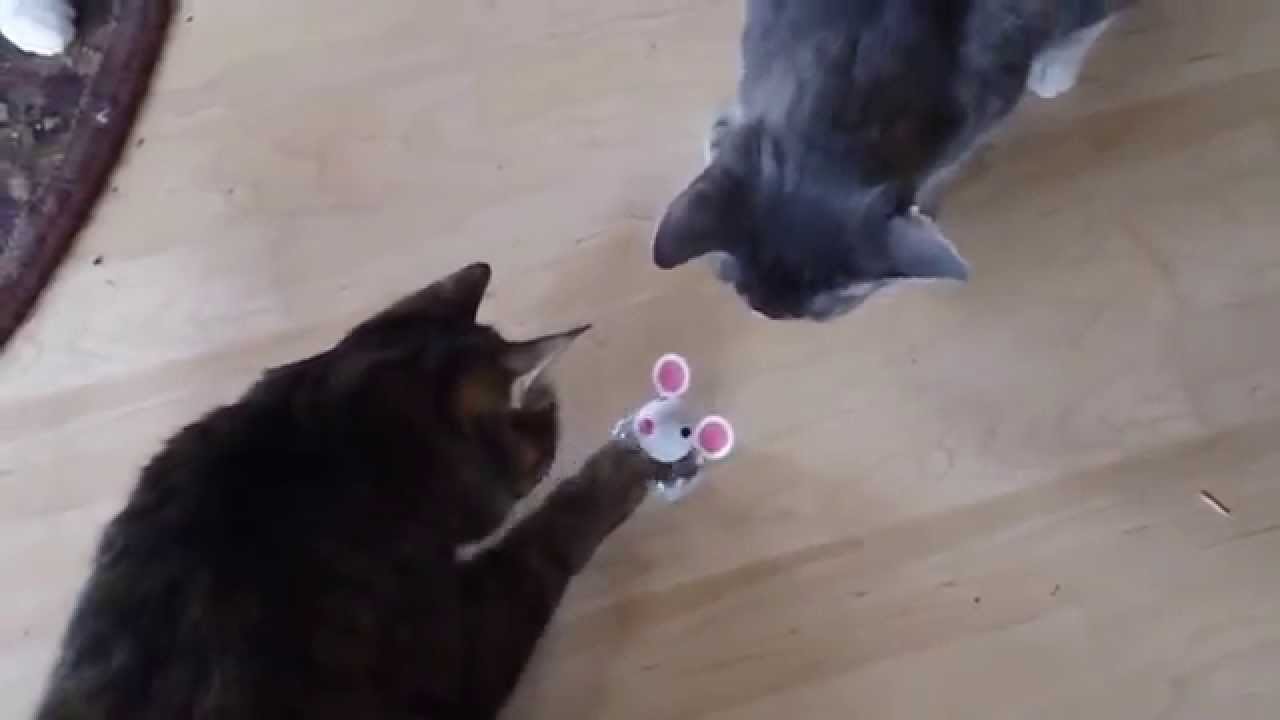 Temptations Snacky Mouse - YouTube