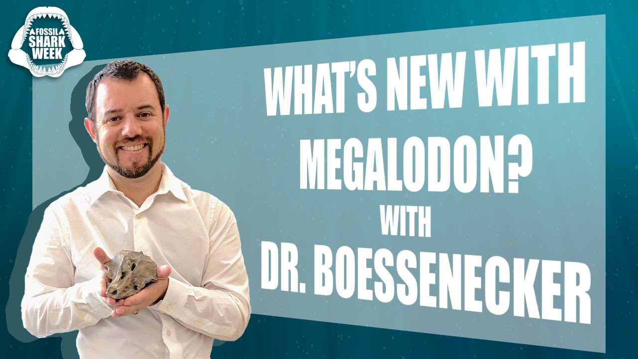 What's New With Megalodon? with Dr. Boessenecker - YouTube