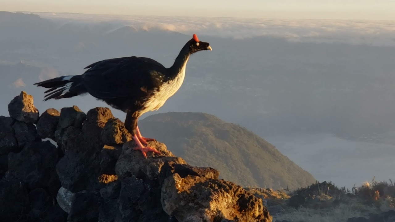 Pavo de Cacho (carnudo) en la cima del Volcán Atitlán, Abril 2021 - YouTube