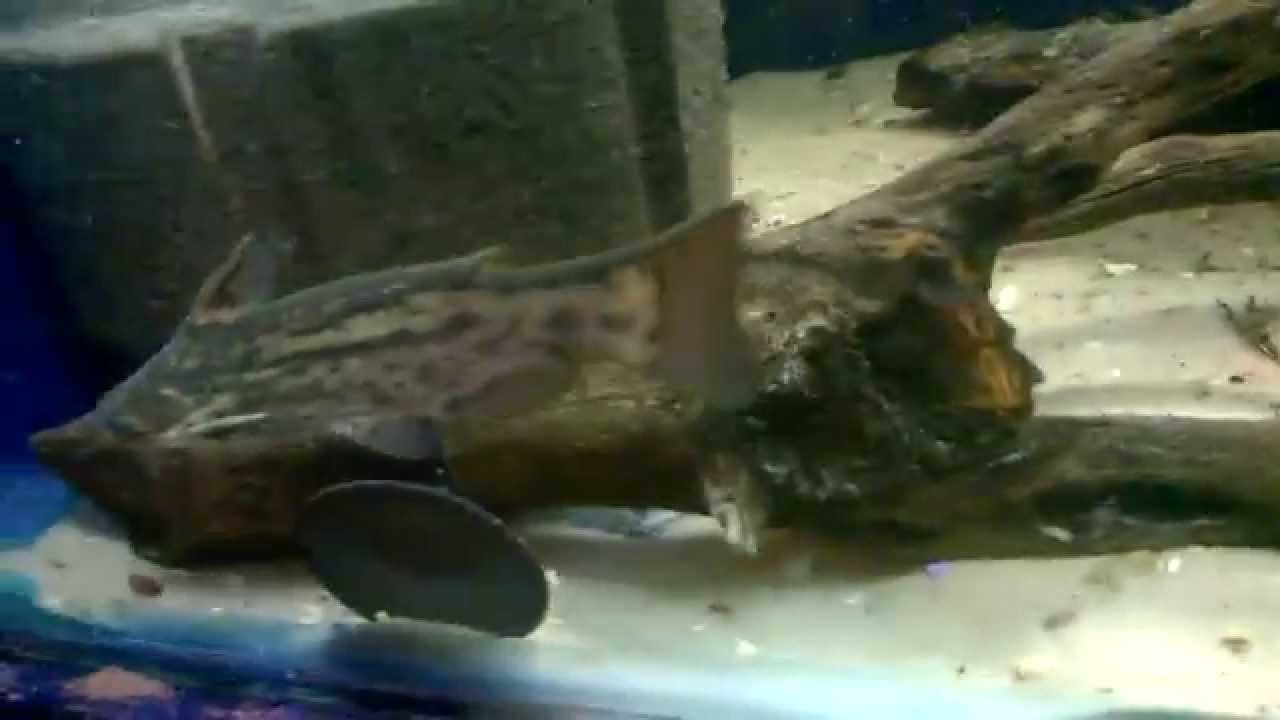 Trachelyopterus insignis - flag wood cat - YouTube