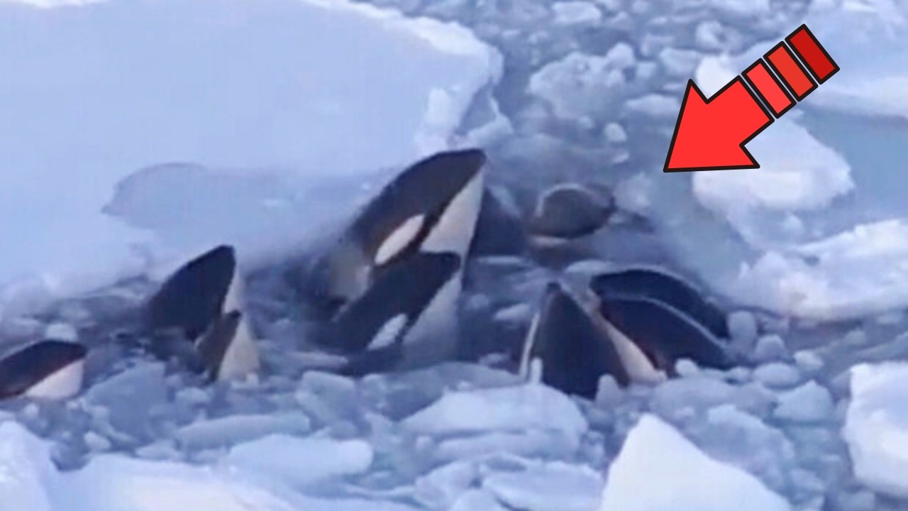 Orcas Trapped in Ice and Near Death—Their Fight for Survival Will Leave ...