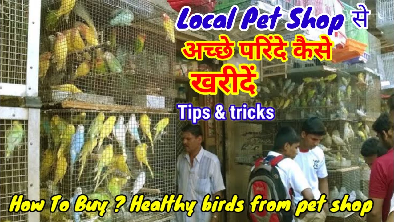 How To ? Buy Healthy Birds From Pet Shop - YouTube