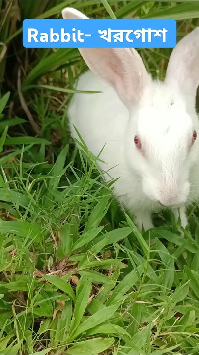 Cute White Rabbit Video - YouTube