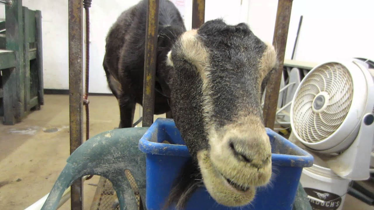 Viola the Goat Really Loves Breakfast - YouTube