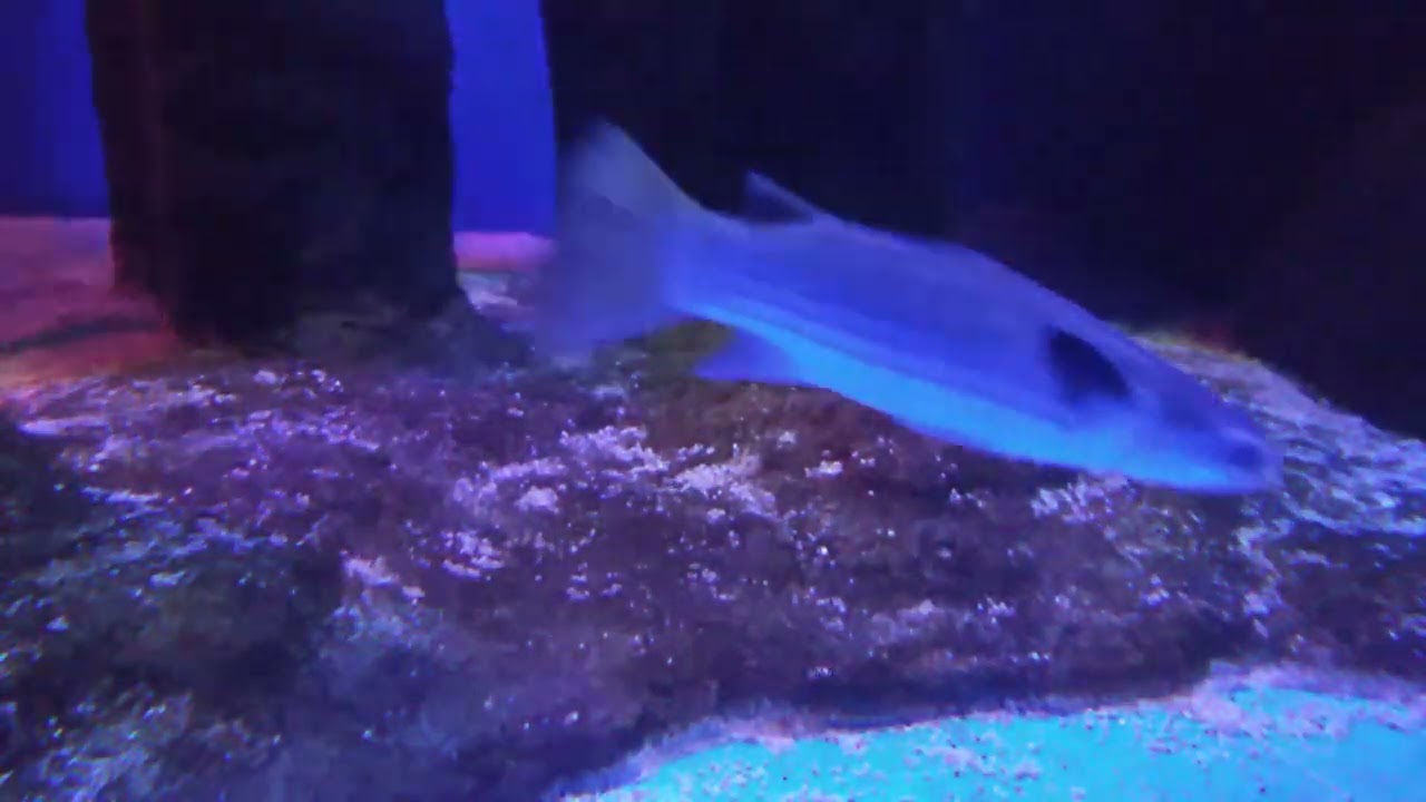 UNDERWATER WORLD LANGKAWI Fish Malaysia - YouTube